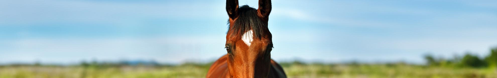 Hoefbevangenheid bij het paard | Oorzaken, symptomen en behandelingen