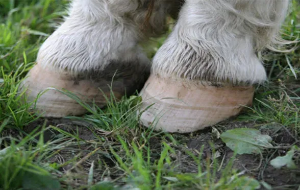 Hoefbevangenheid bij het paard | Oorzaken, symptomen en behandelingen